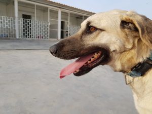 Dogs Available For Adoption - Paws Rescue Qatar