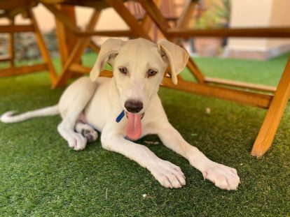 Paws Rescue Qatar - animal welfare, animal rescue, animal shelter ...