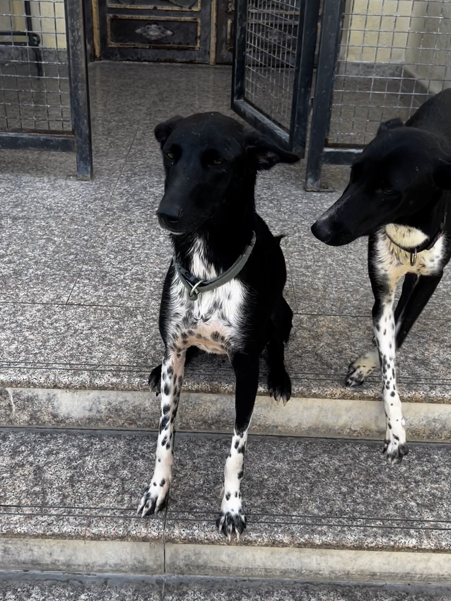 Dogs Available For Adoption - Paws Rescue Qatar