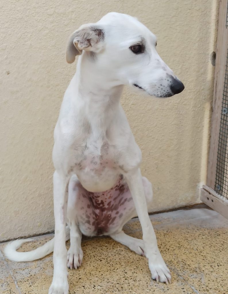 Dogs Available For Adoption - Paws Rescue Qatar