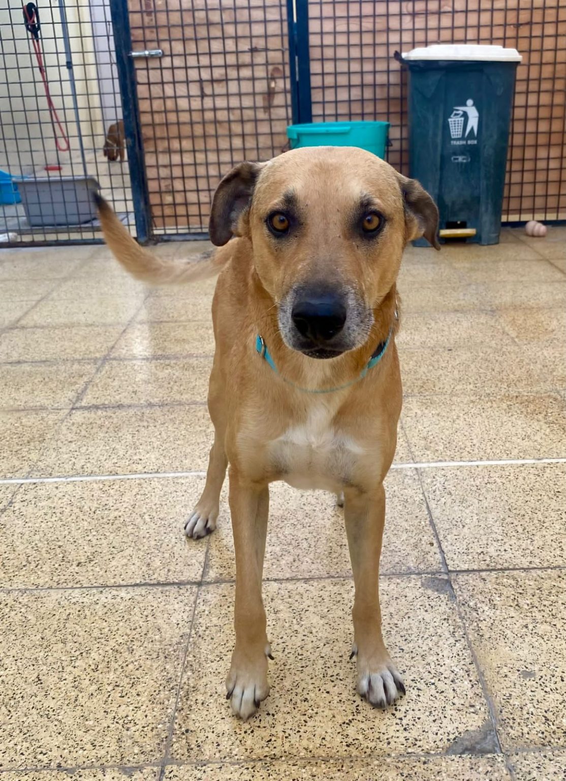 Dogs Available For Adoption - Paws Rescue Qatar