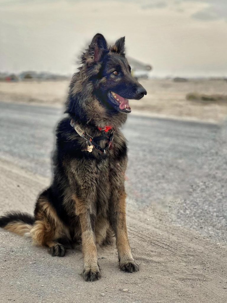 Dogs Available For Adoption - Paws Rescue Qatar