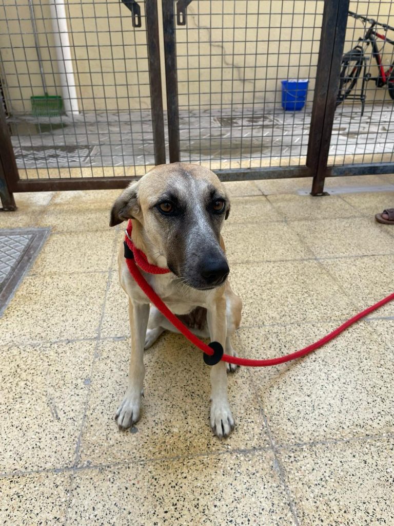 Dogs Available For Adoption - Paws Rescue Qatar