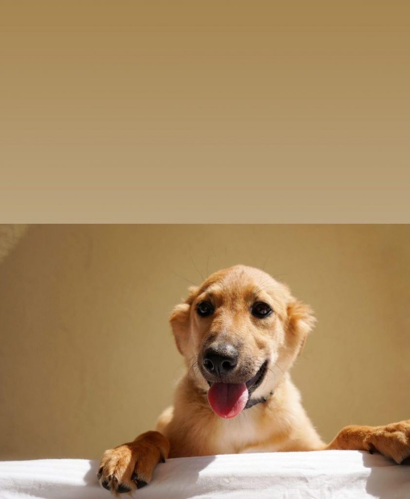 Dogs Available For Adoption - Paws Rescue Qatar